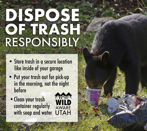 do bears eat trash