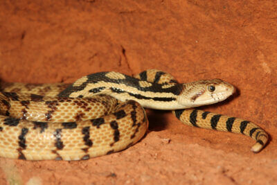 How can Southern Utahns stay safe and avoid conflict with rattlesnakes ...