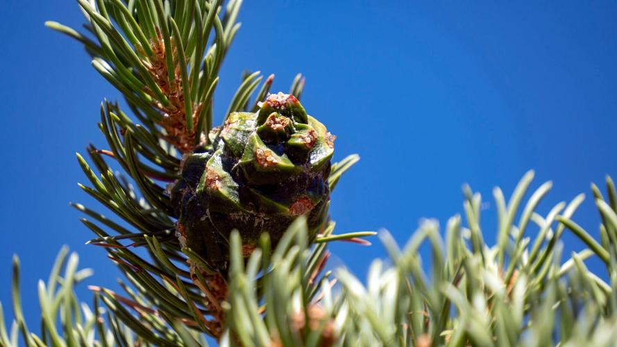 A poor year for pine nuts? Here’s what Southern Utahns should know ...