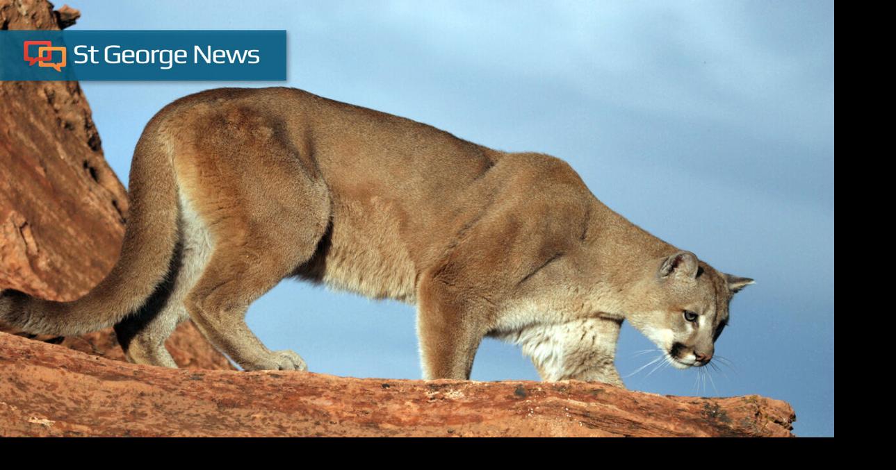 2 Southern Utah men sentenced for cougar hunting crime in violation of ...
