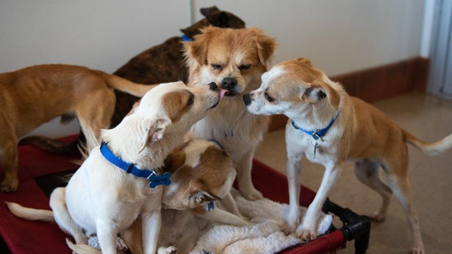 Best Friends Animal Sanctuary in Kanab rescues 27 uncared for cats and ...