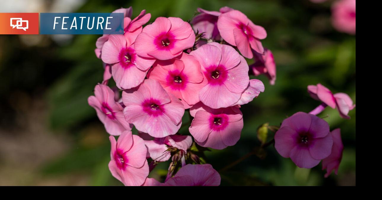 Brighten your garden with colorful, pollinator-friendly phlox | Home ...
