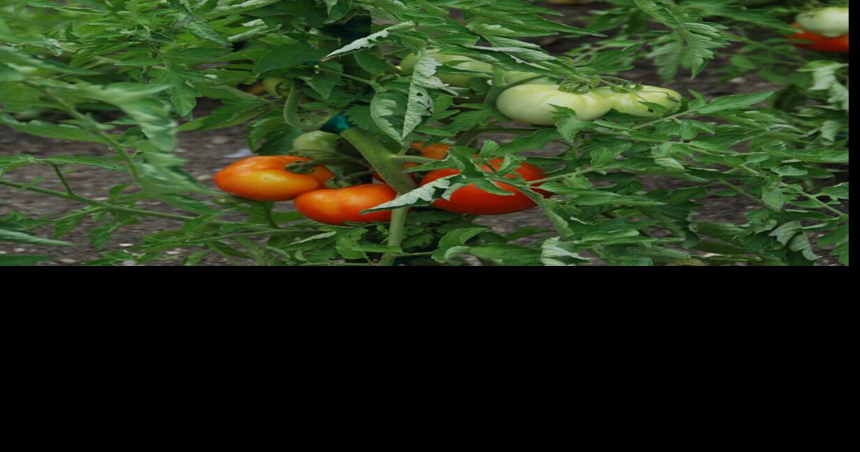 Harvest tomatoes at the right time for fresh-from-the-garden flavor ...