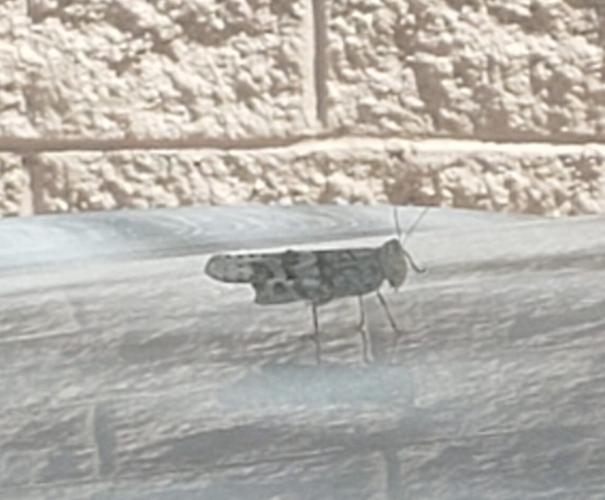 Remember the invasion of grasshoppers? Now there’s an explanation ...
