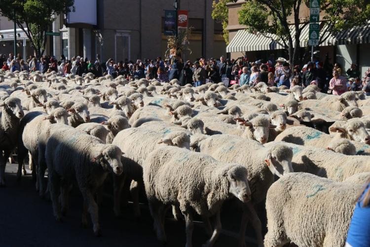 Video, photo gallery: Ewe had to be there at Cedar City’s sheep parade ...