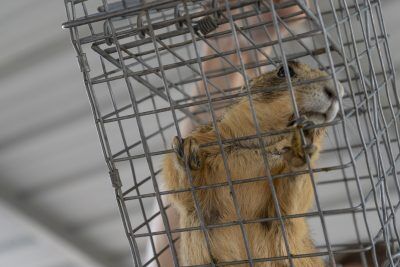 ‘It’s a win-win’: Utah DWR traps prairie dogs in Cedar City, sets them ...