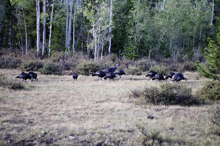 Here’s what Utah hunters should know for the spring turkey hunts ...