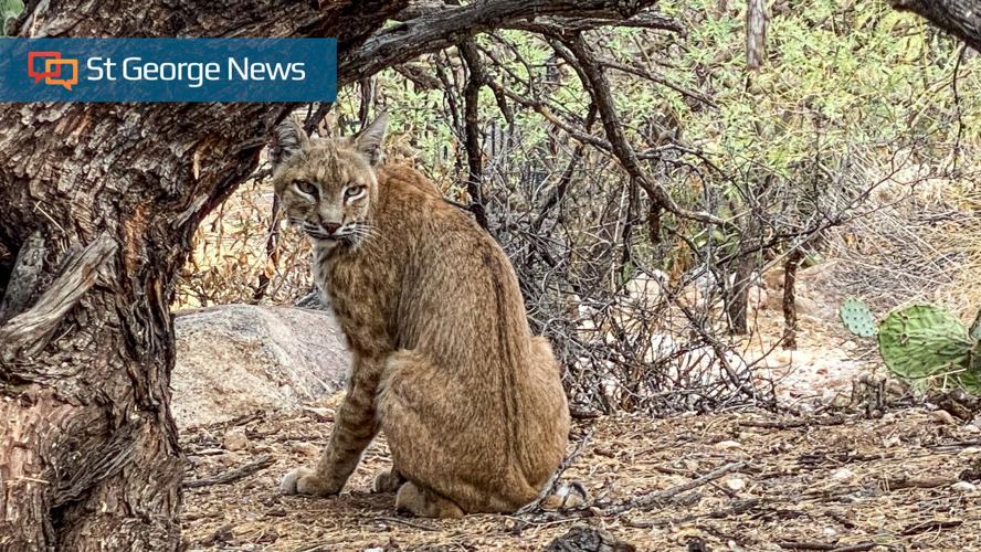 Rodent poison is killing wildlife in Grand Canyon National Park | Life ...