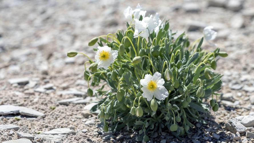 How can Southern Utah protect its rarest plant species? | Local News ...