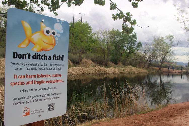 Virgin River spinedace caught in the crosshairs of endangered species ...