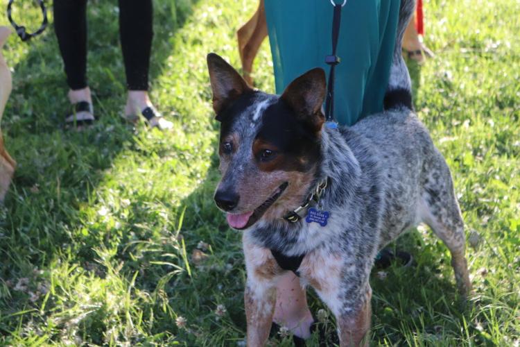 Models, mutts join forces for photo shoot to promote pet adoption ...