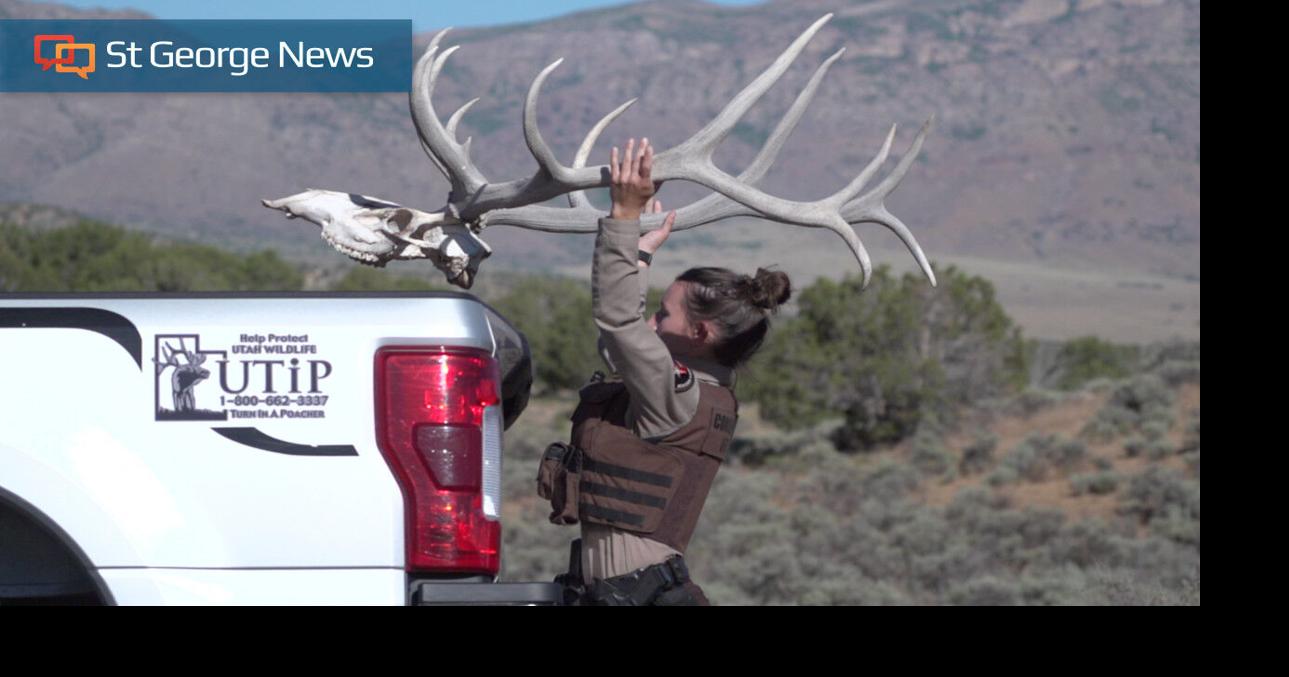 DWR: 173 wild animals illegally killed in Utah since last month. Here’s ...