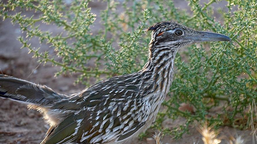 Unforgettable: Southern Utahns chatter about roadrunners after sighting ...