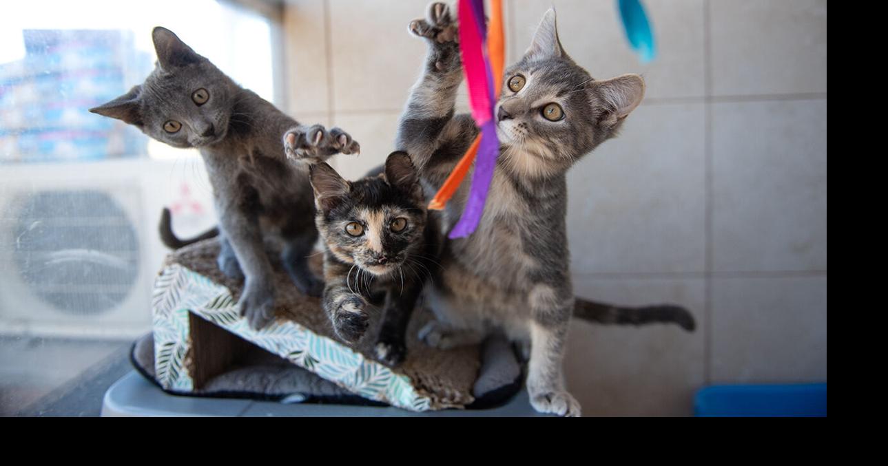 25 kittens, cats with potentially fatal virus get nursed back to health ...