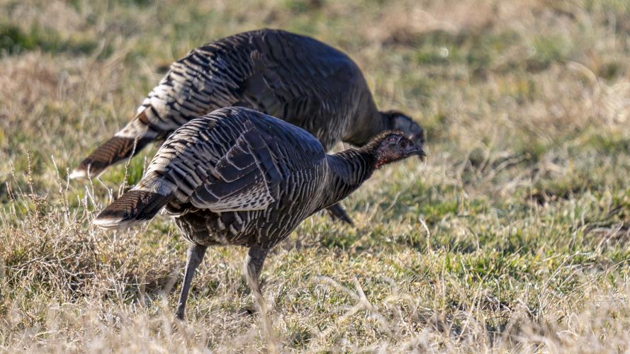 Feeling outdoorsy? Try to spot Southern Utah’s wild turkeys this ...