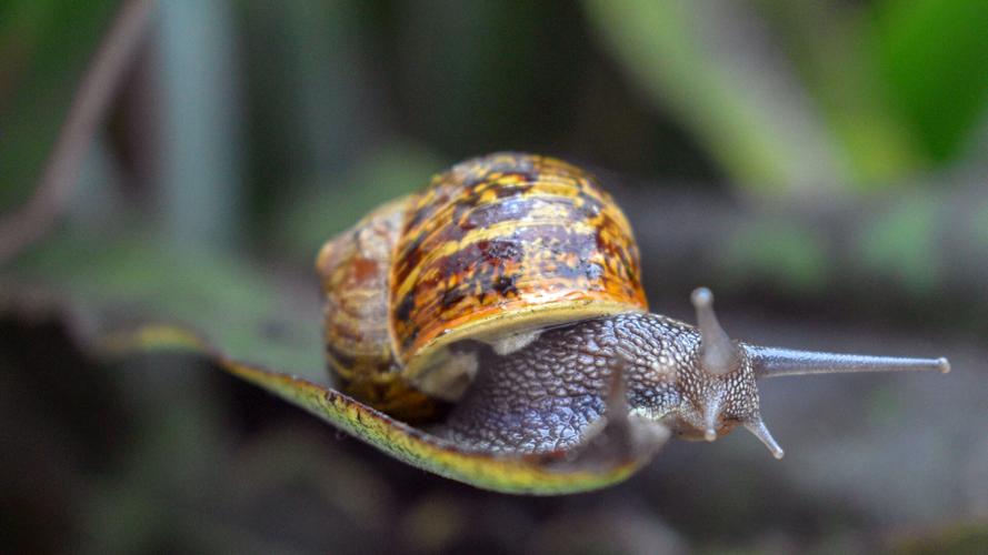 Got snails? Southern Utah biologists say they could be invasive | Local ...