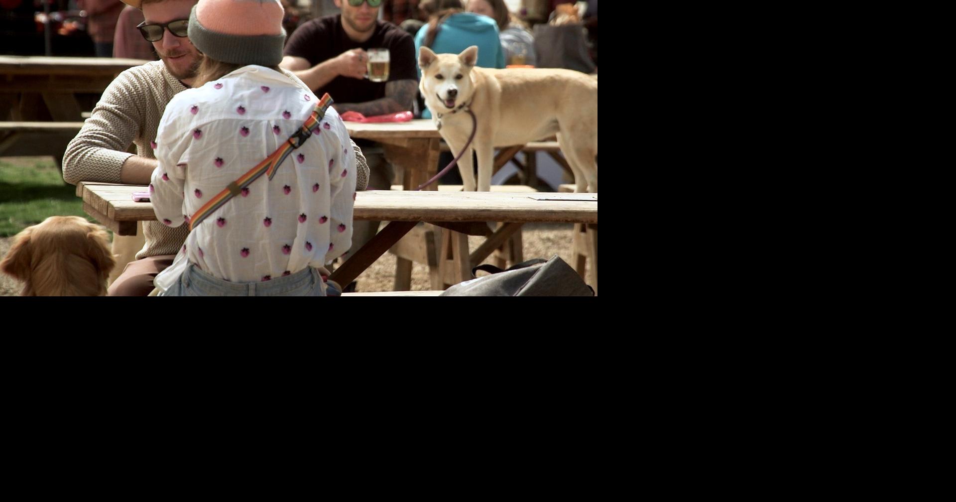 Crux hosts 3rd annual Dogs and Lagers Fest | Local News ...