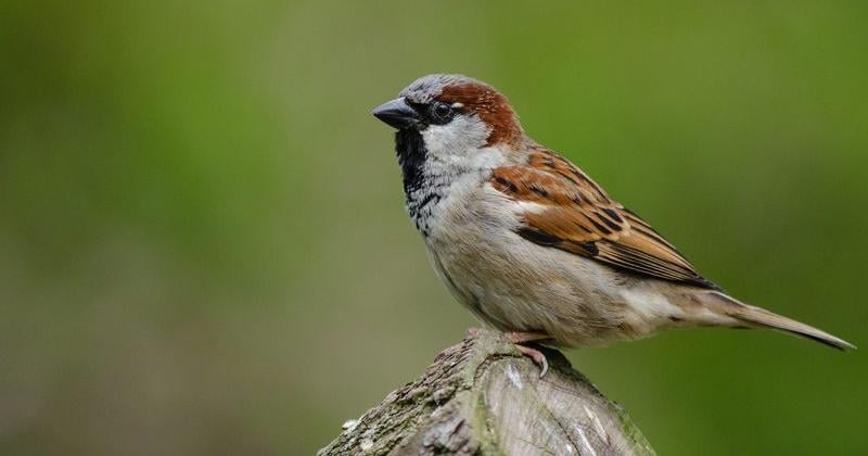 What bird is this? These five species are the most likely to be at your ...