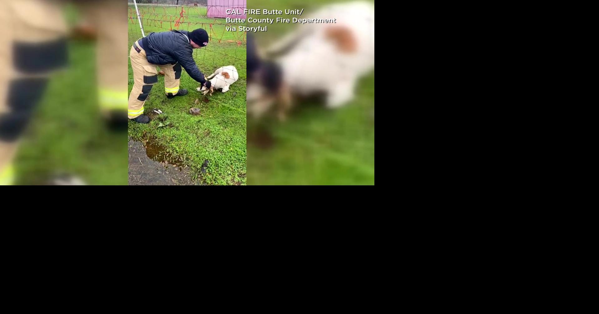 VIDEO: California firefighter rescues goat that had head stuck in fence ...