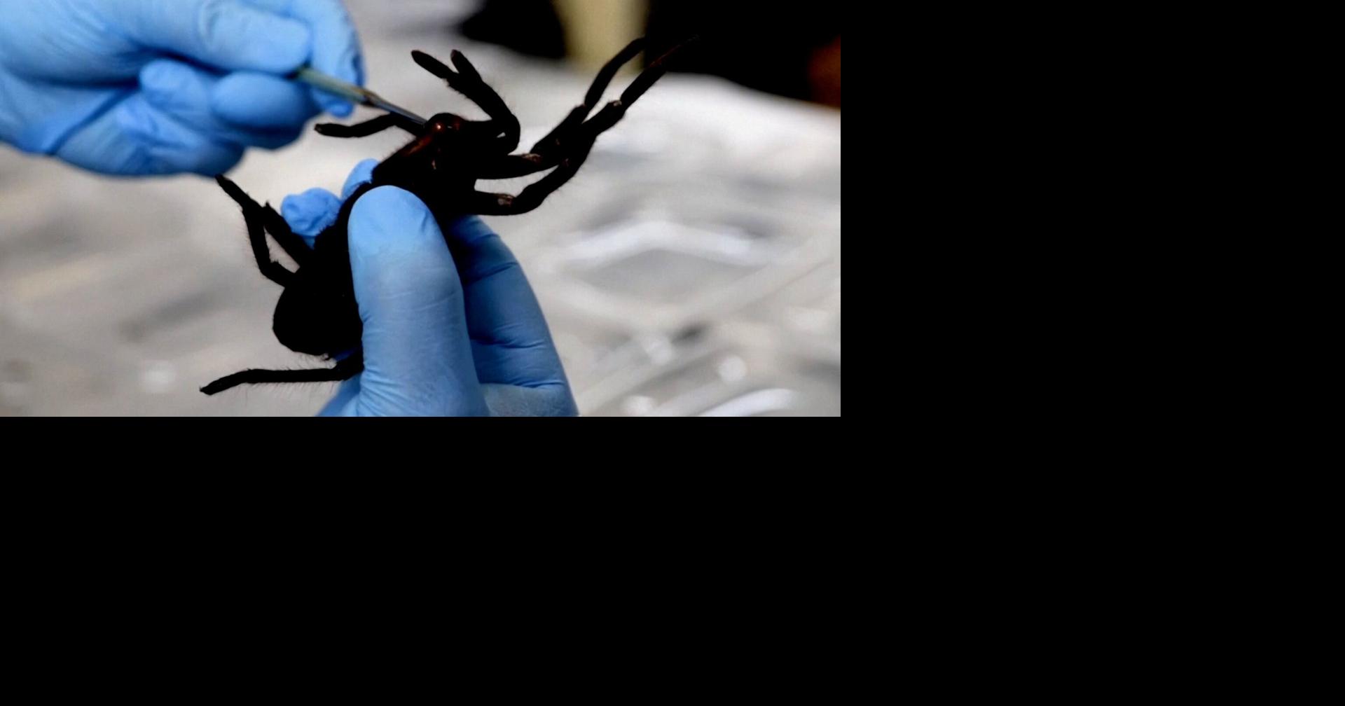 Man caught smuggling 300 Amazon tarantulas on his body | Pets, Animals ...