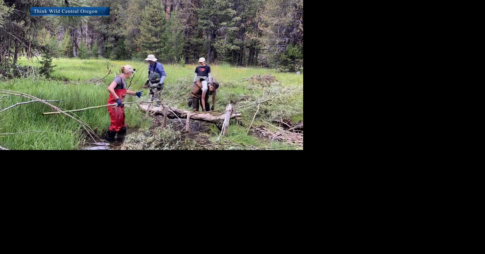 Volunteers build beaver dams to restore Ochoco Wetlands | Pets, Animals ...