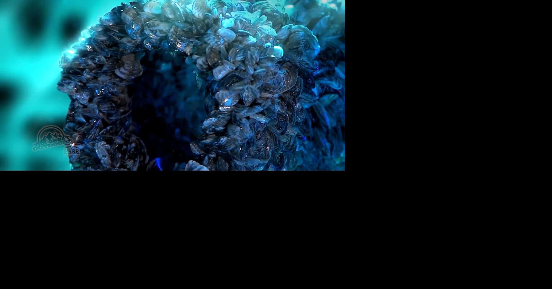 Invasive quagga mussels in Idaho's Snake River | Pets, Animals and ...