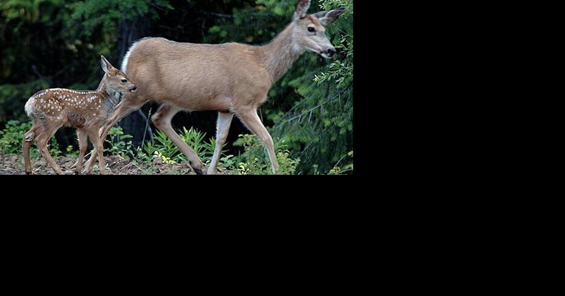 Stay away from deer and elk in Oregon | Pets, Animals and Nature ...