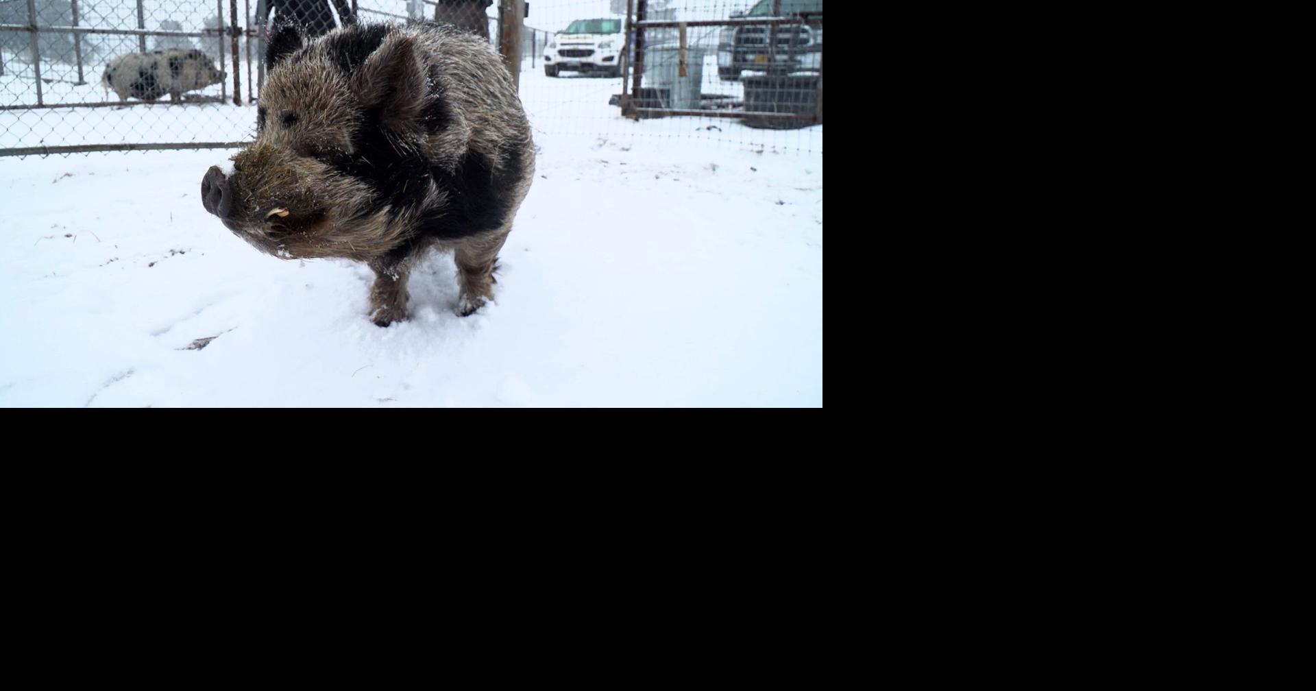Lonely boar Freddie Poo seeks loving home in Central Oregon | Pets ...
