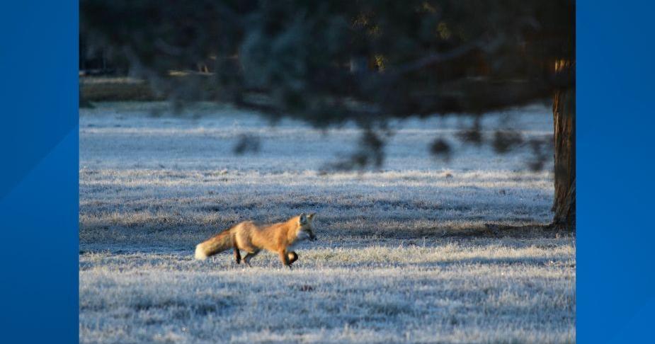 PHOTOS: Red fox spotted on Redmond farm diving into ground for food ...