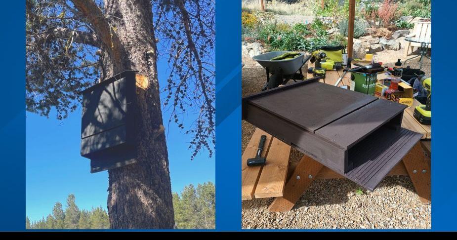 Think Wild will teach you to build a bat nest box for Bat Appreciation ...