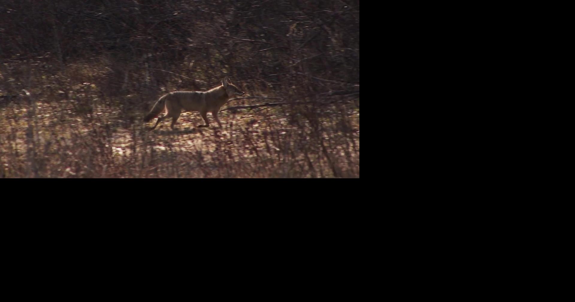 Oregon Wildlife Commission bans organized hunting contests of coyotes ...