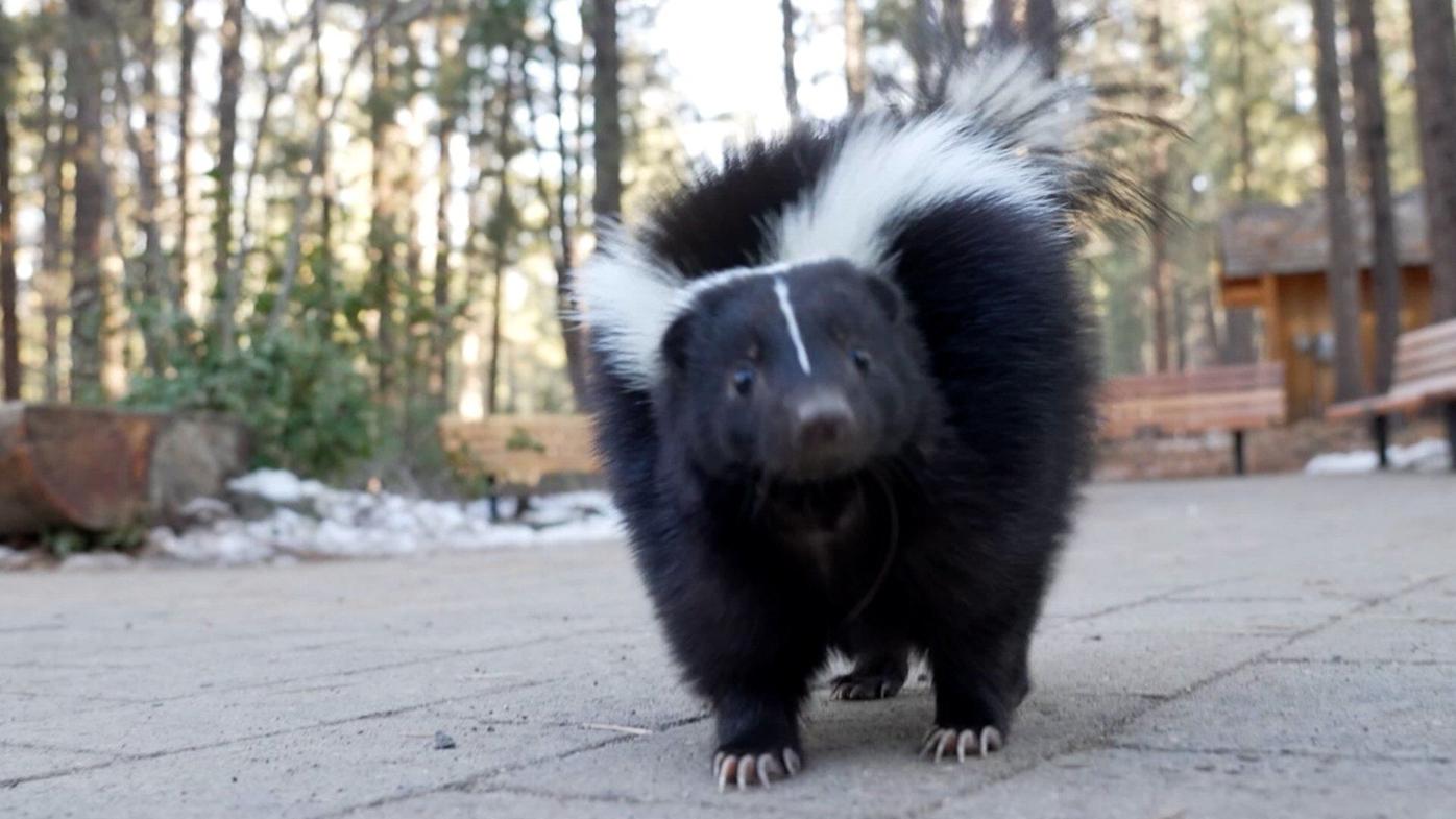 arctic skunk