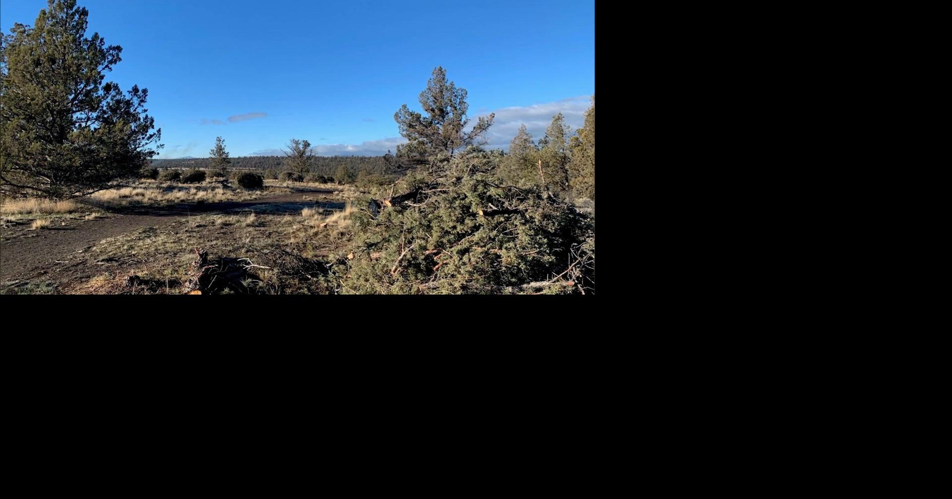 Oregon Bill Seeks $15M for Juniper Removal and Water Relief | Local ...