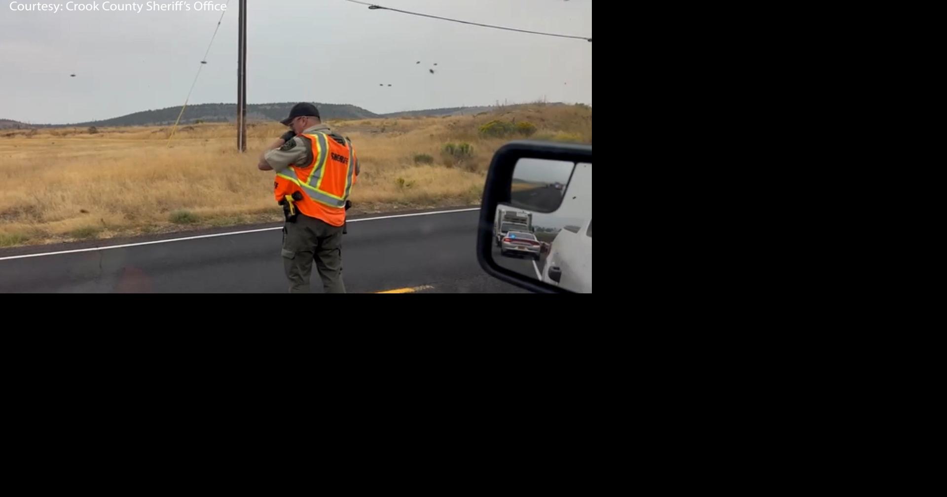 Bees swarm police at crash scene after vehicle carrying hives involved ...