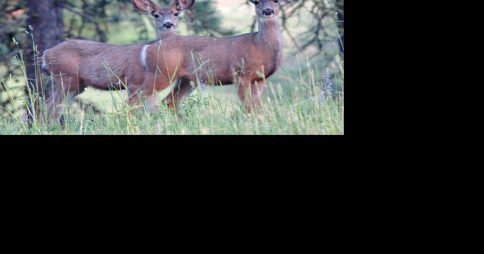 Where to see bighorn sheep, elk and waterfowl in Central Oregon | Pets ...
