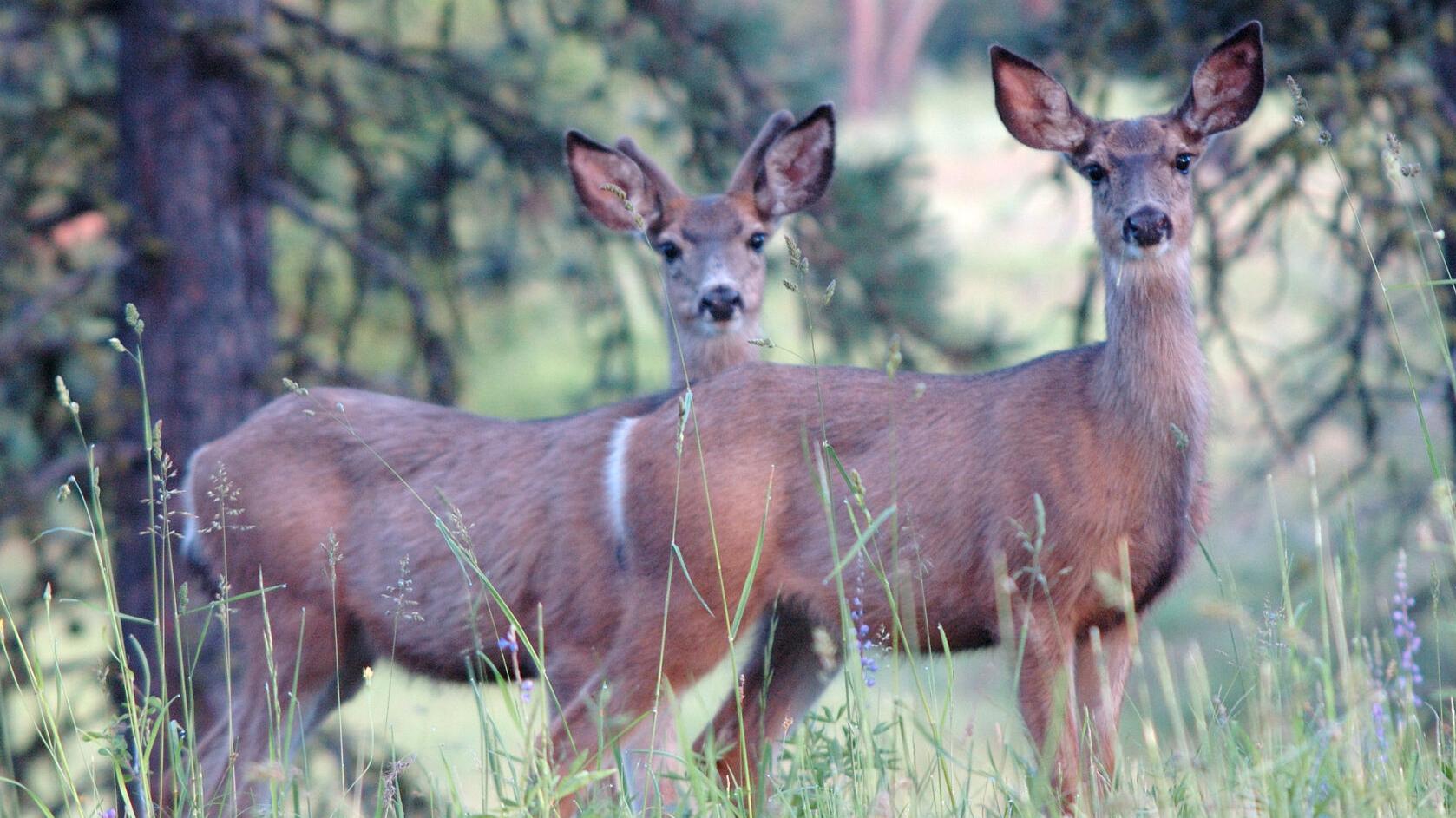 Where to see bighorn sheep, elk and waterfowl in Central Oregon | Pets ...