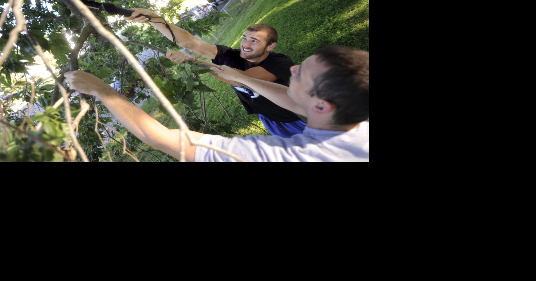 Can you cut a neighbor’s tree branches in Oregon? | Oregon / Northwest ...