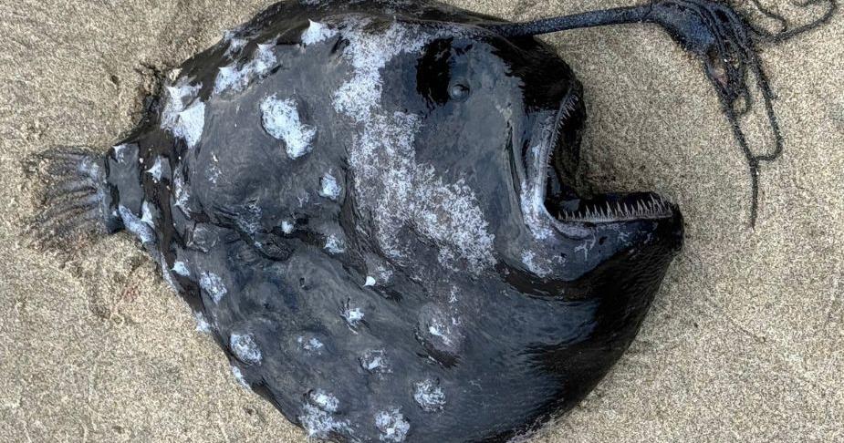 Deep-sea angler Pacific football fish found on Oregon beach | Pets ...