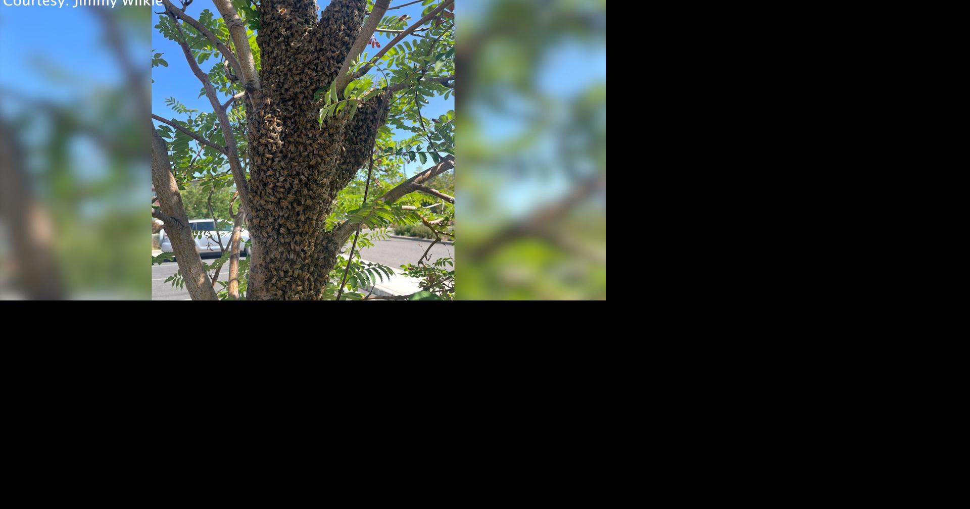Central Oregon bee swarm season busiest in years | Pets, Animals and ...