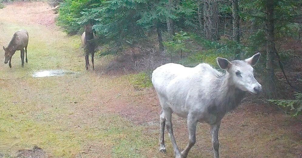 Rare white elk spotted on Montana trail camera | Pets, Animals and ...