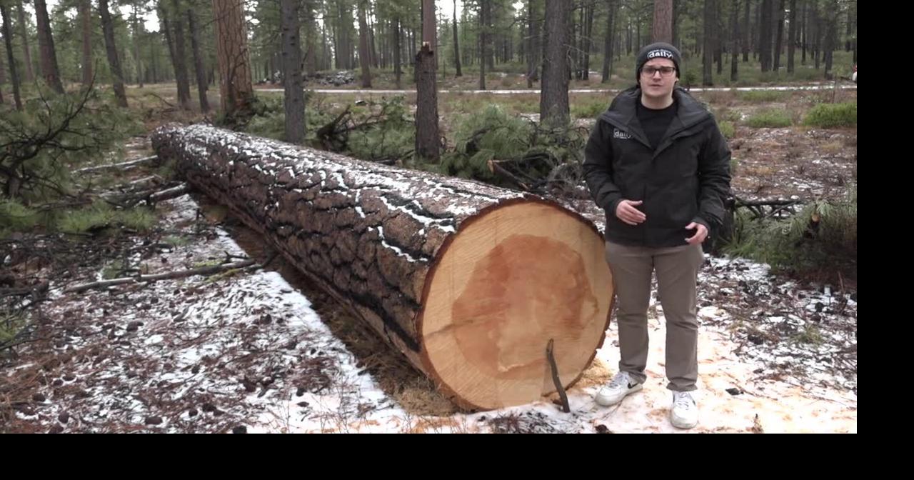 400-year-old tree among victims of increased tree poaching near Sisters ...