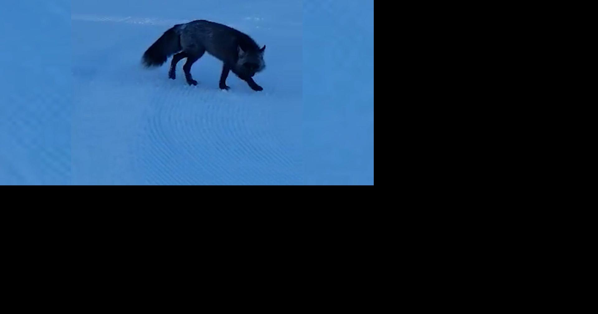 ODFW leaders tour Central Oregon, learn about rare red foxes at Mt ...