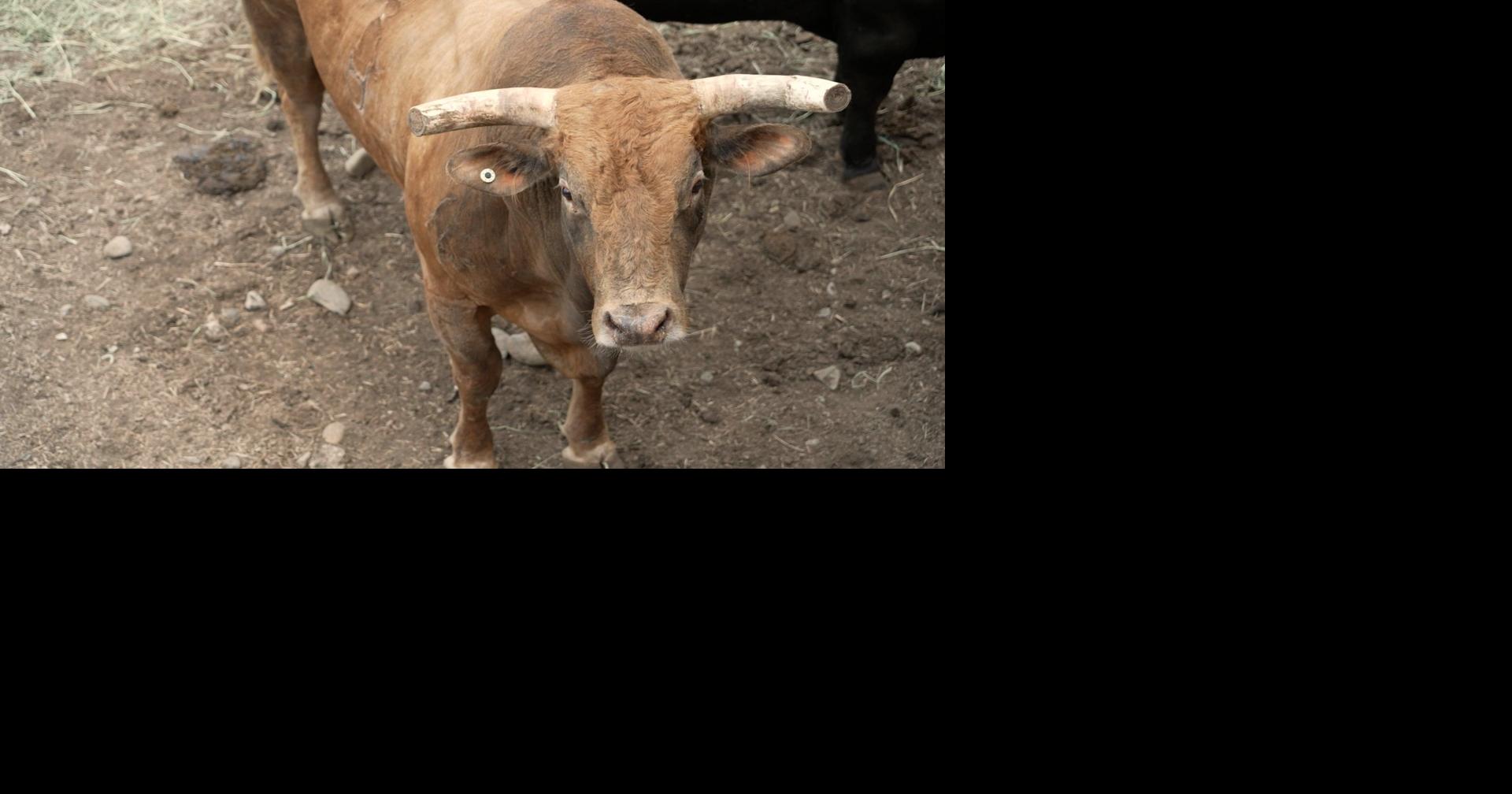 Managing Sisters Rodeo livestock is a bunch of bull (and horses and ...