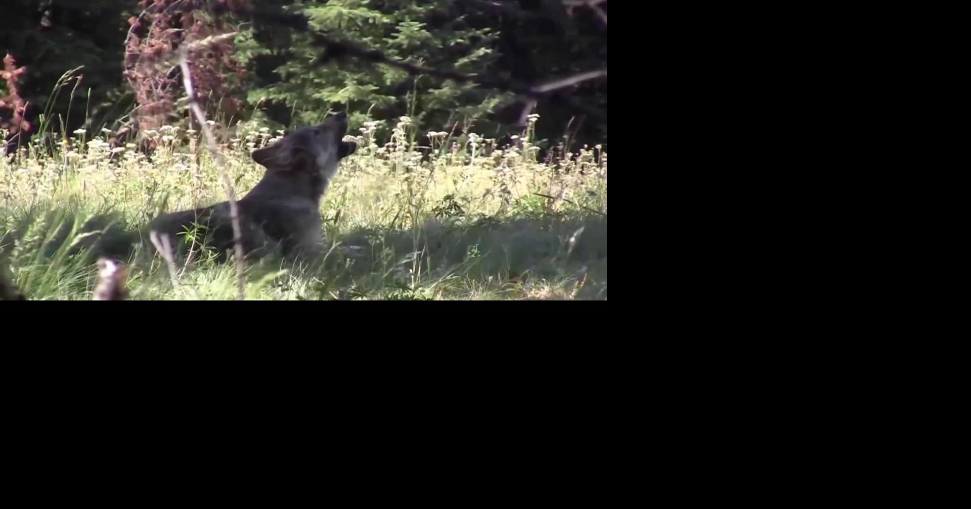 New Management Plan for Oregon Wolves | Central-oregon-daily ...