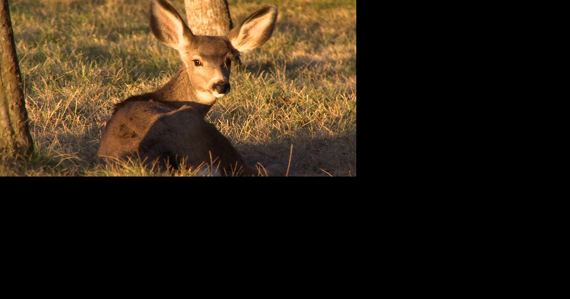 Poaching in Oregon threatens already fragile mule deer population ...
