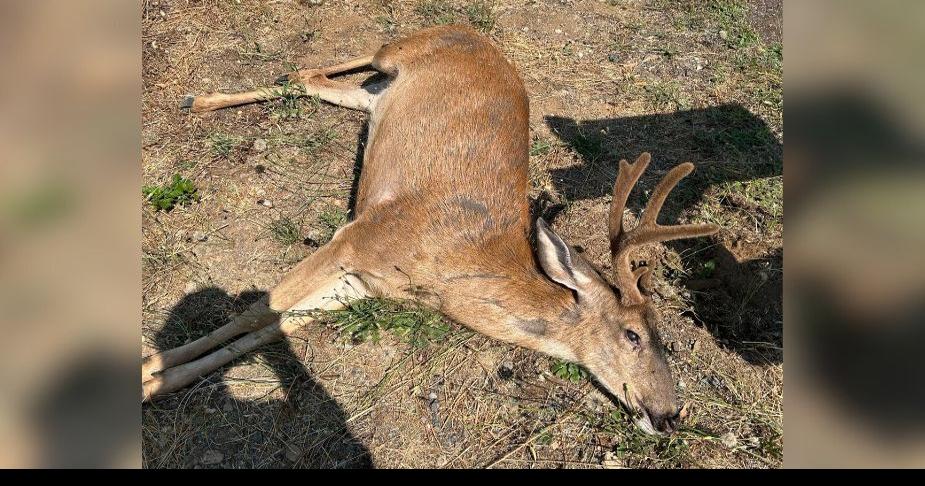 Buck deer poached near Hood River; OSP asking public's help to find ...