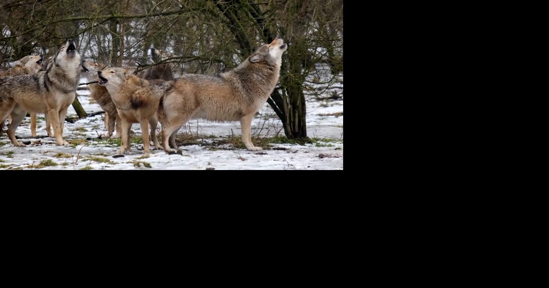 Oregon sending some of its wolves to Colorado | Central-oregon-daily ...