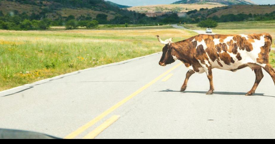 Oregon cows have right-of-way on many highways | Oregon / Northwest ...