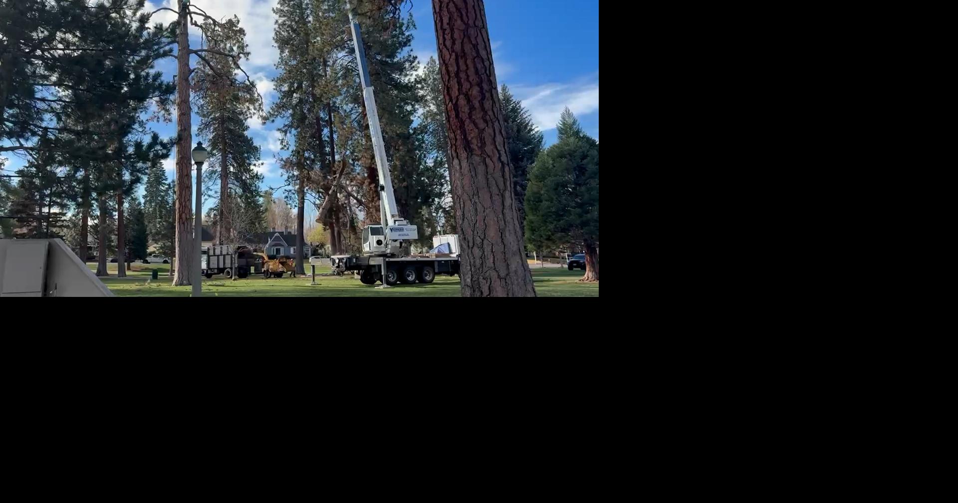 Crews take down large tree in Drake Park | Local News ...