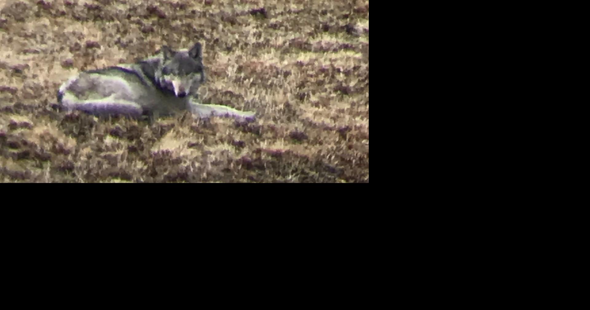 Wolf pack sightings reported in Sisters-Terrebonne area appear ...